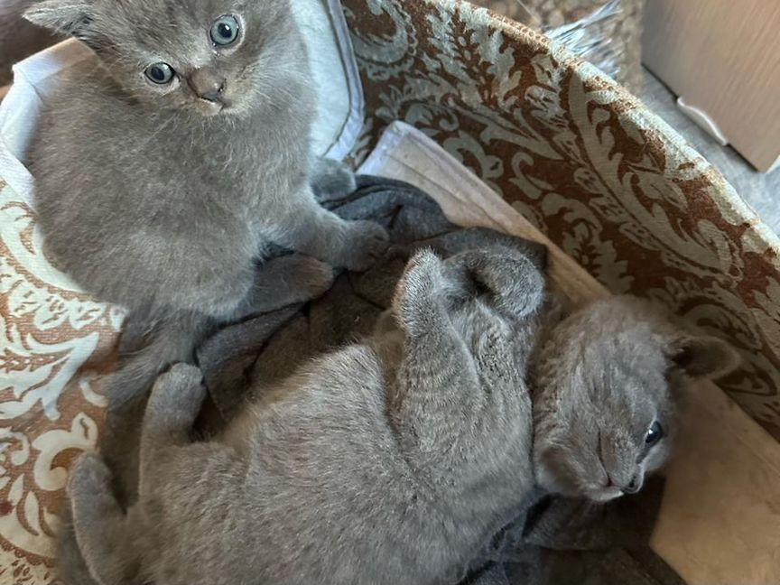 Британская