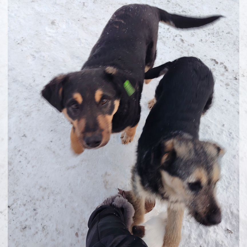 Русско-европейская лайка, щенок