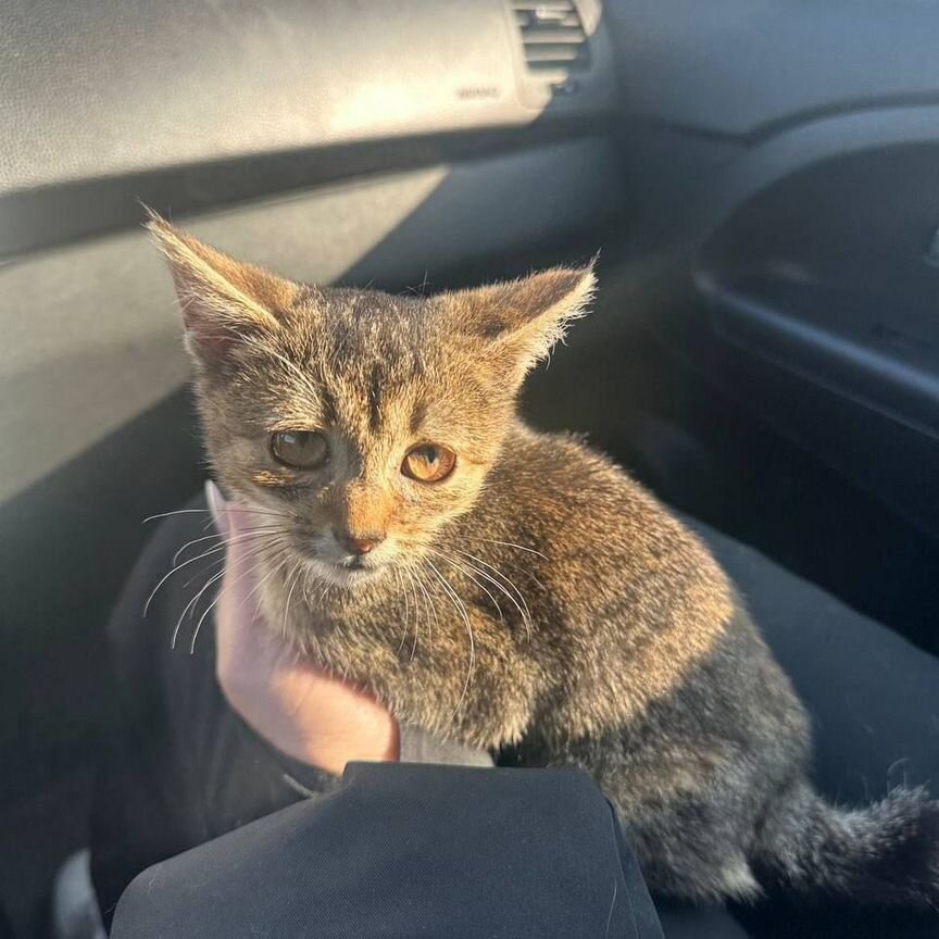 Котëнок в добрые руки