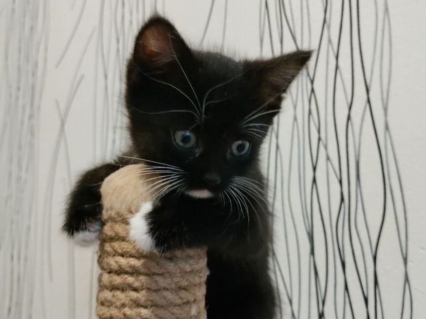 Котята черныши ждут добрые руки