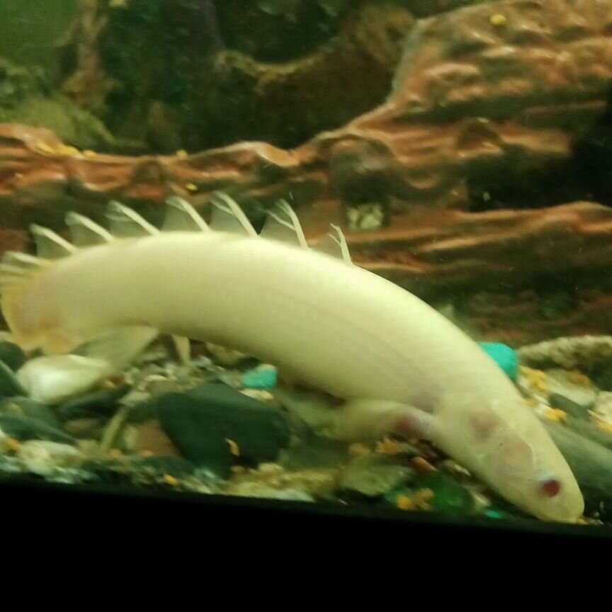 Полиптерус сенегальский