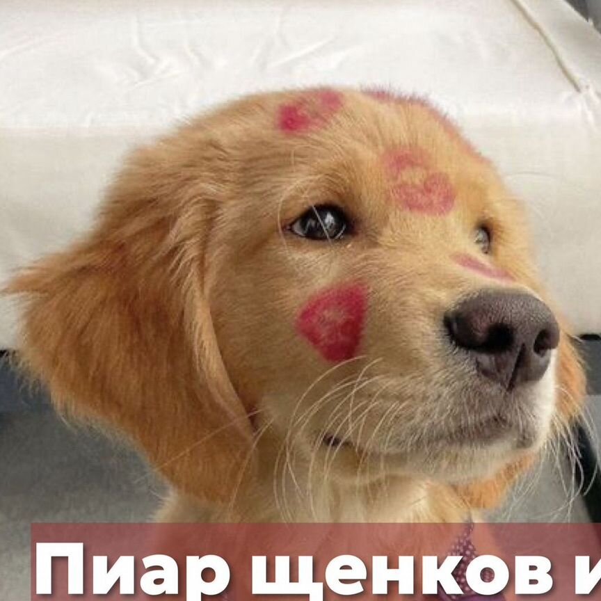 Пиар животных из приюта