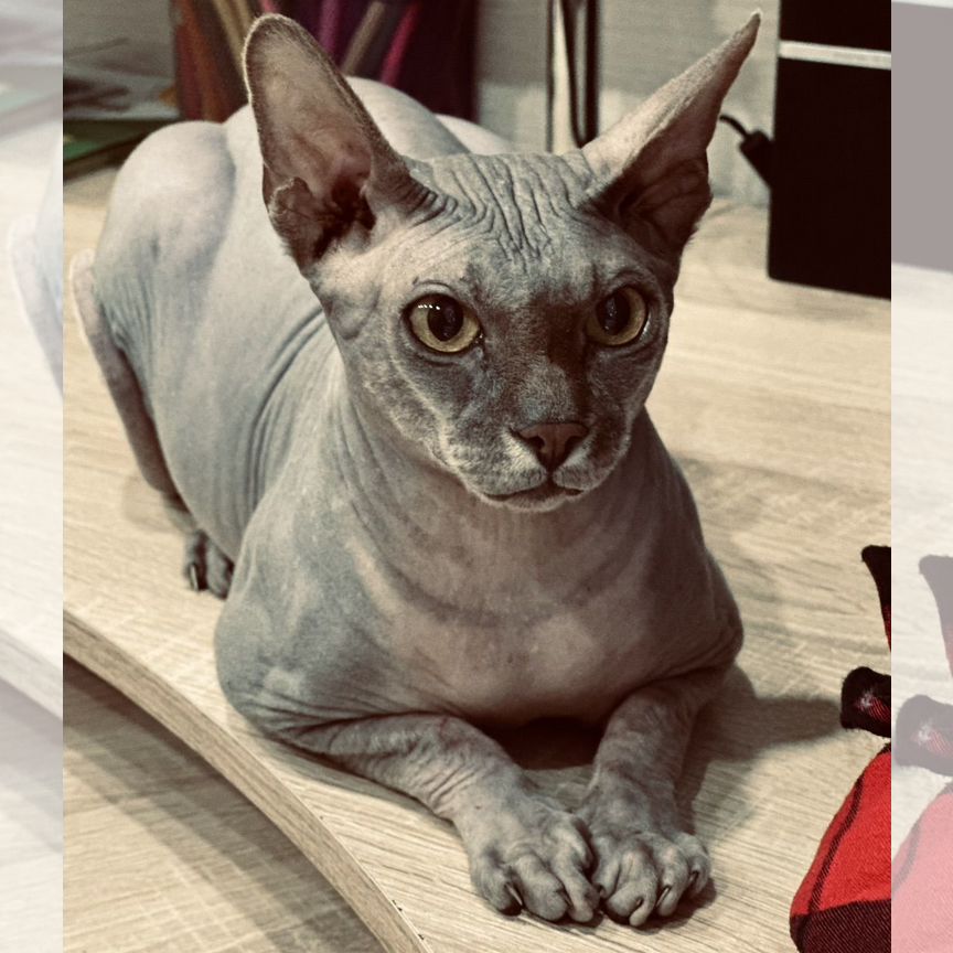 Канадский сфинкс бесплатно