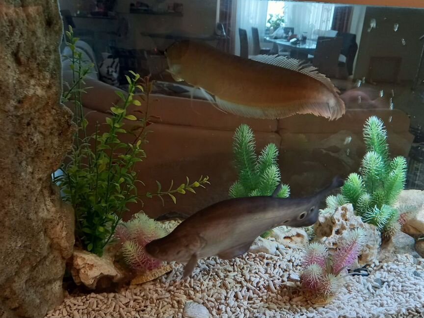 Аравана, глазчатый нож