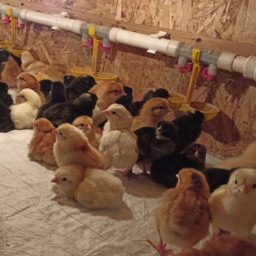 Петушки-цыплята