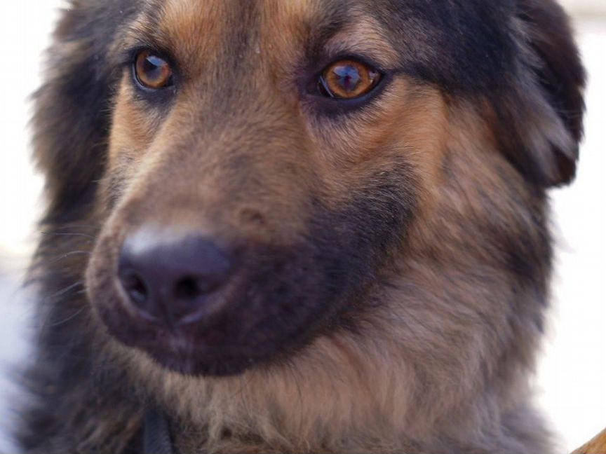 Красивая молодая собака ищет дом