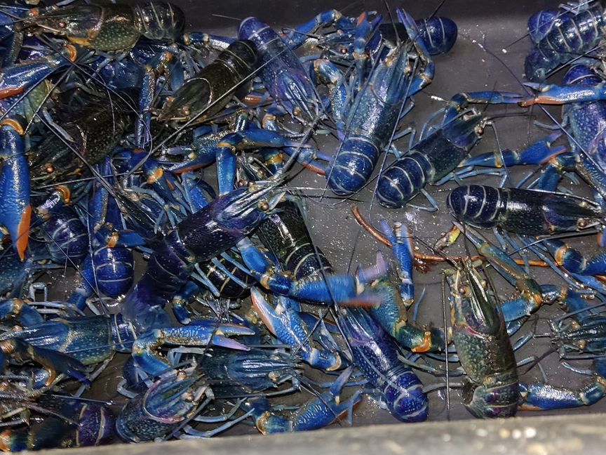 Семья, самки австралийского рака