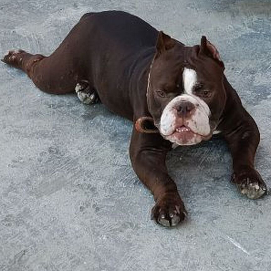 Американский бульдог