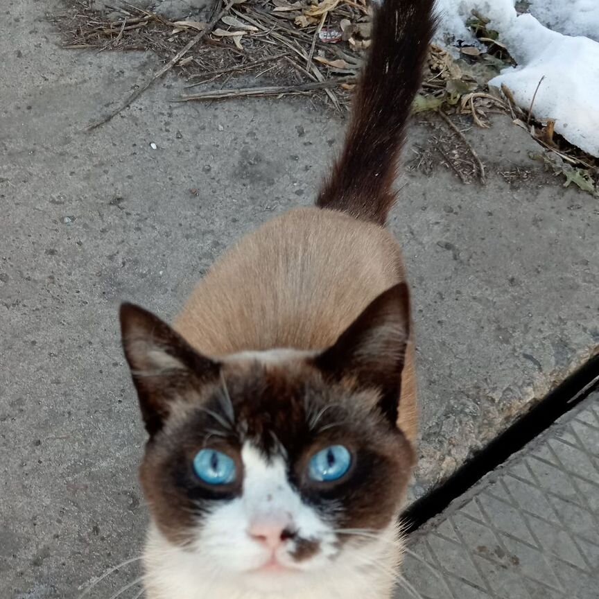 Котик в добрые руки