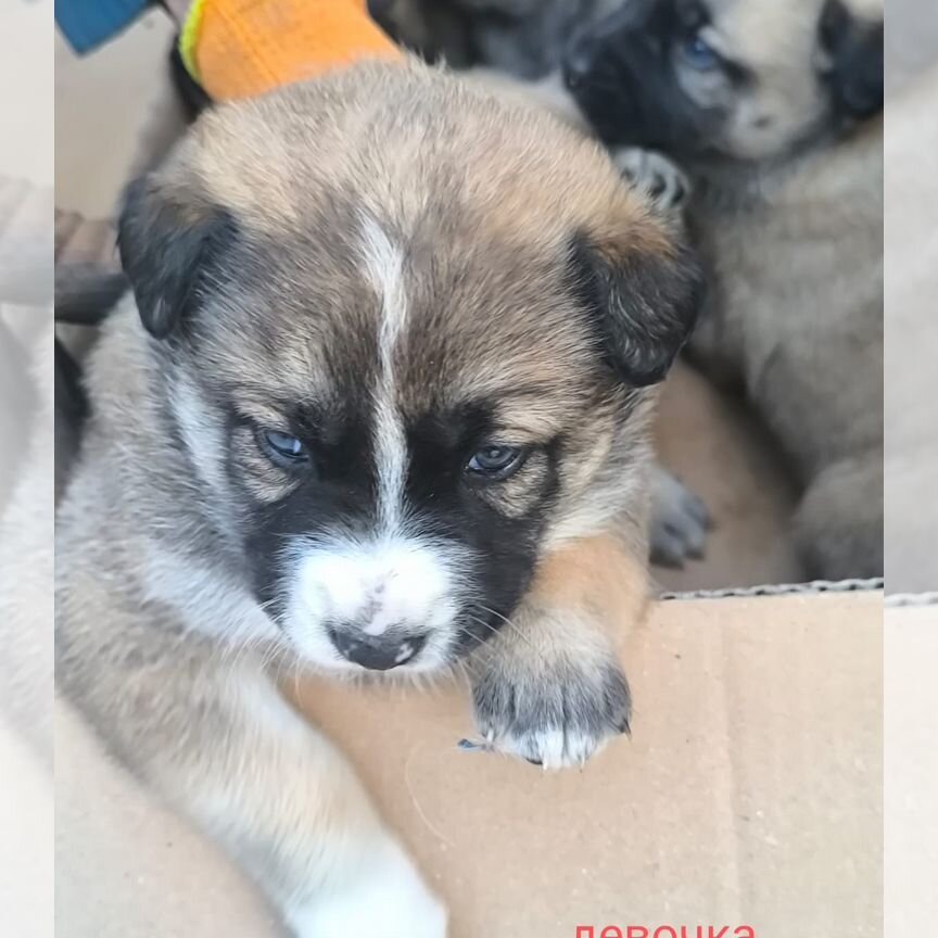 В хорошие руки классные щенки