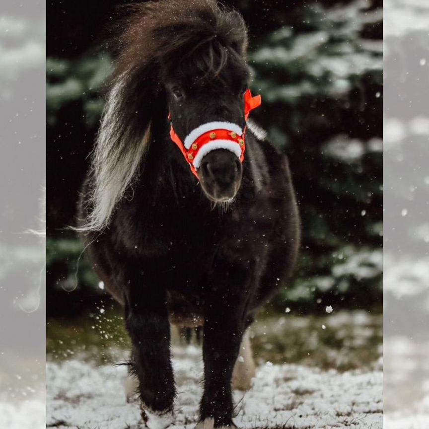 Новогоднйи недоуздок для пони, мини шетти