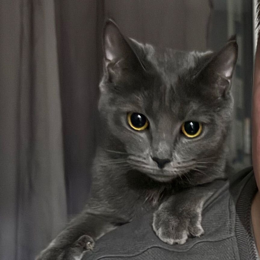 Кошки в добрые руки