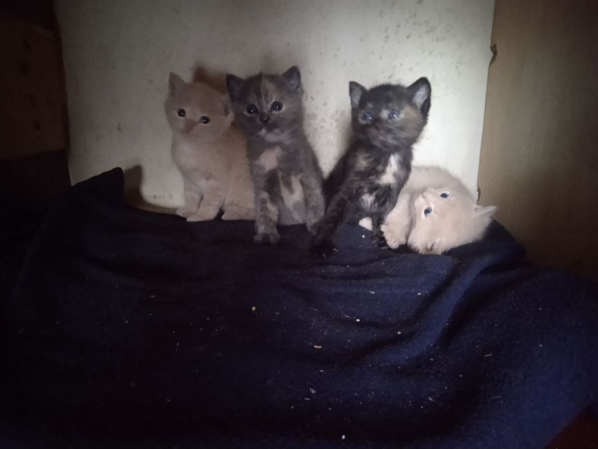 Котята ищут дом