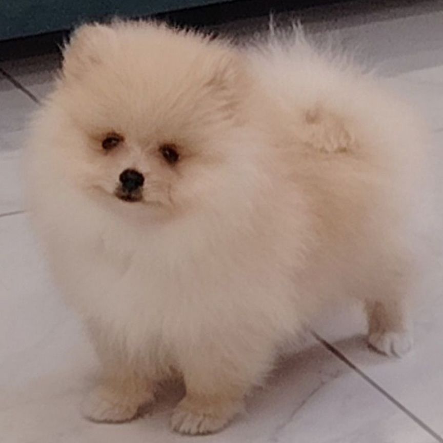 Померанский шпиц, щенок