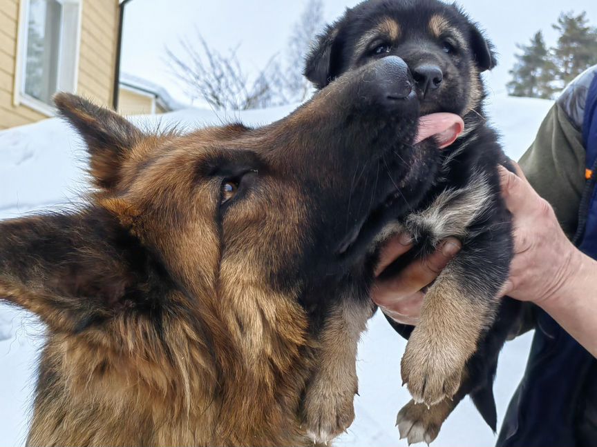 Собаки щенки немецкая овчарка