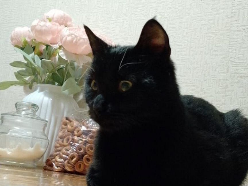 Кошка