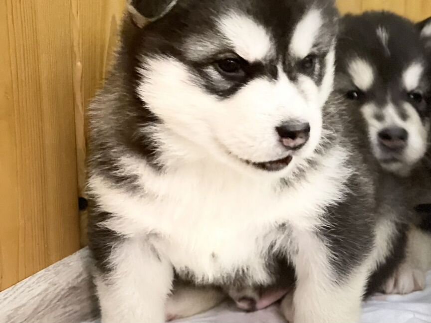 Аляскинский маламут щенки