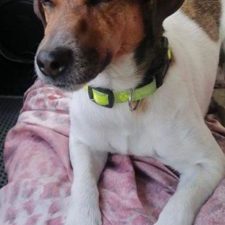 Джек Рассел