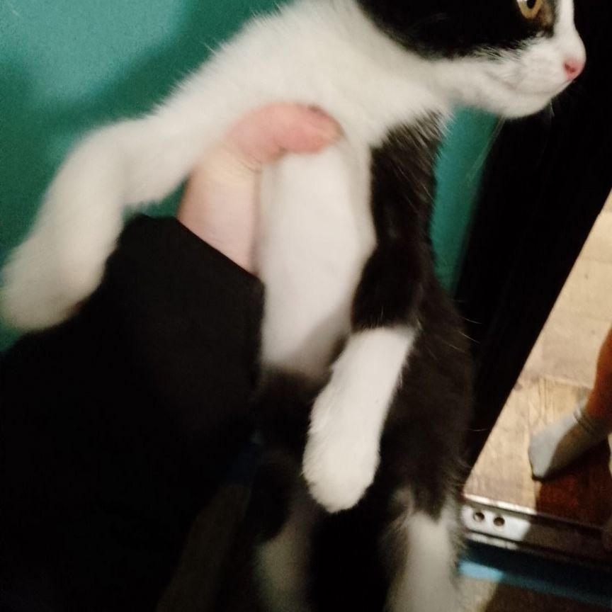 Ласковая кошечка