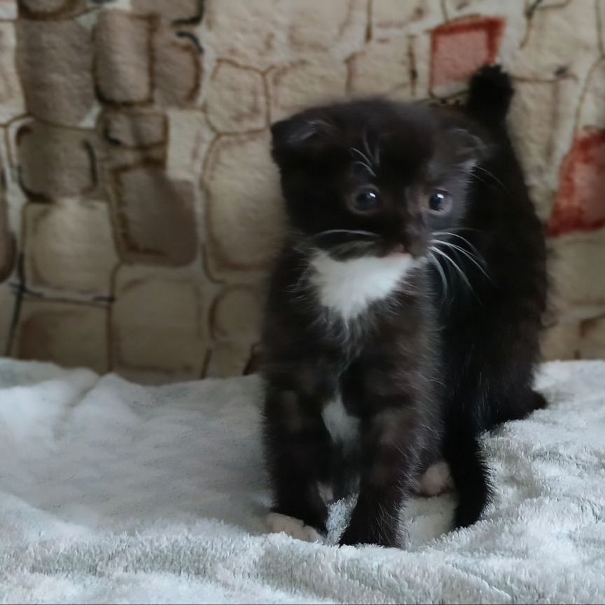 Британские вислоухие котята