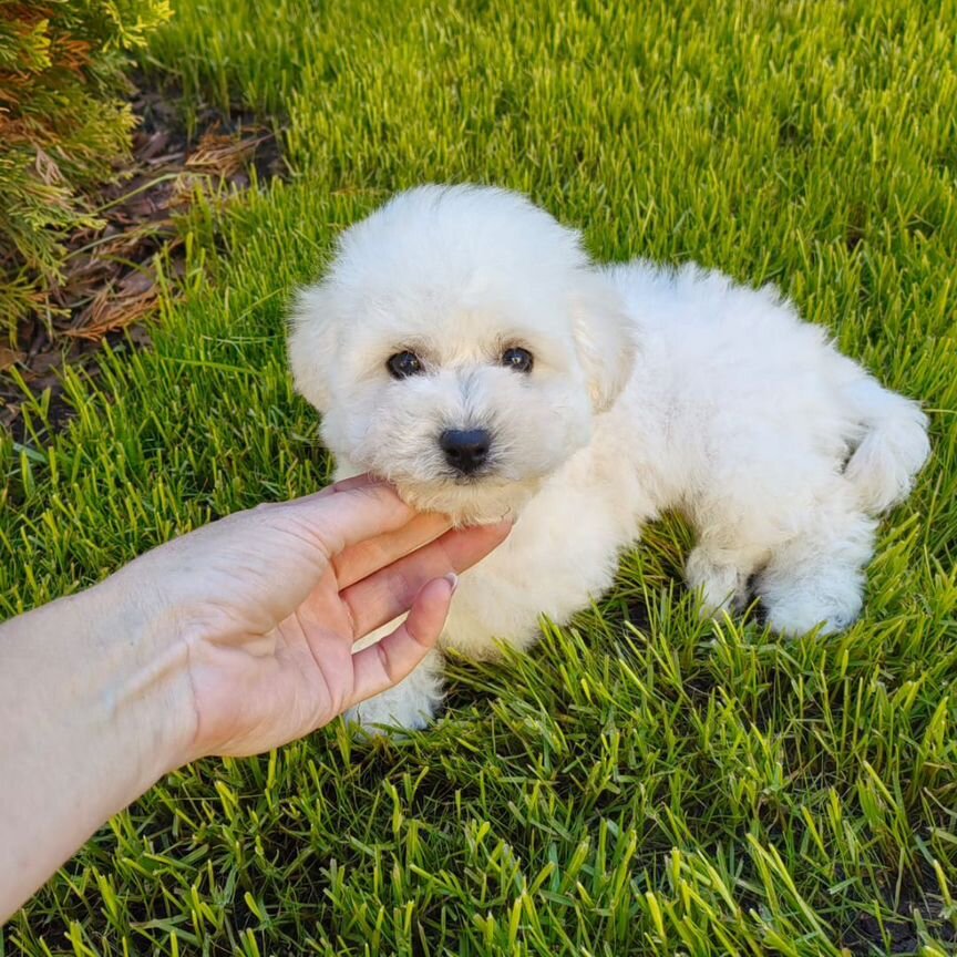 Бишончики с документами