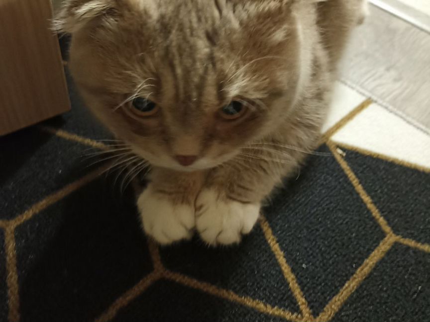 Вислоухий котёнок серый в добрые руки