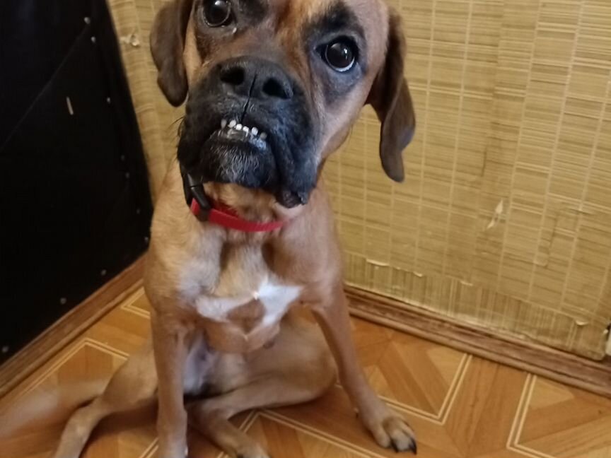 Продам боксёра собаку