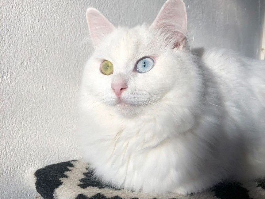 Зимняя снежная красавица Сметана