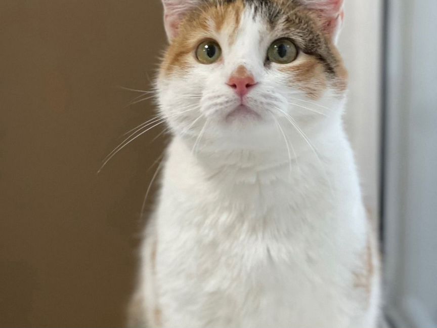 Кошка в добрые руки