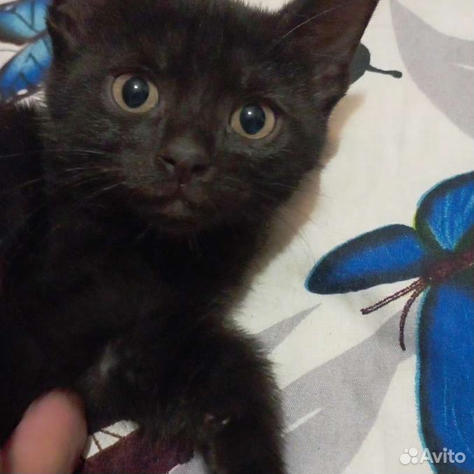 Котенок Ириска в добрые руки