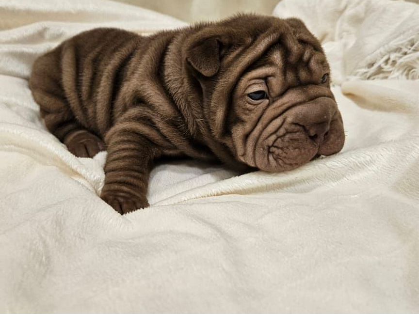 Шикарные шарпейчики с документами РКФ