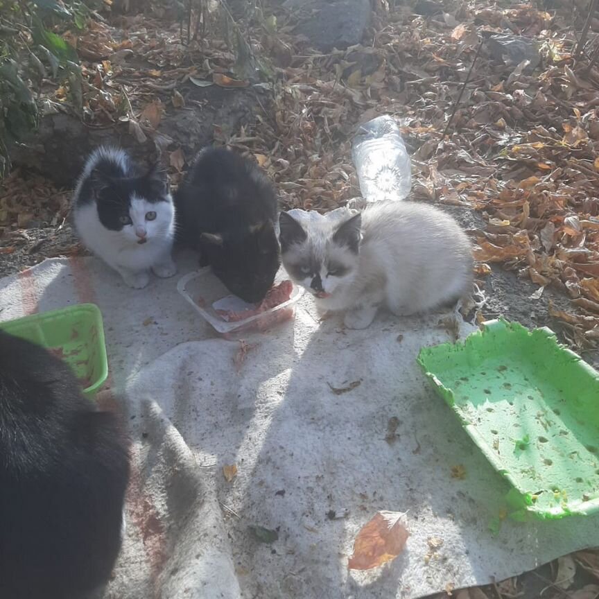 Котята в добрые руки