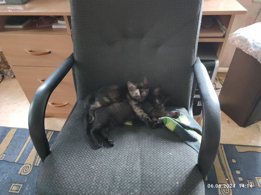 Котята, отдам бесплатно