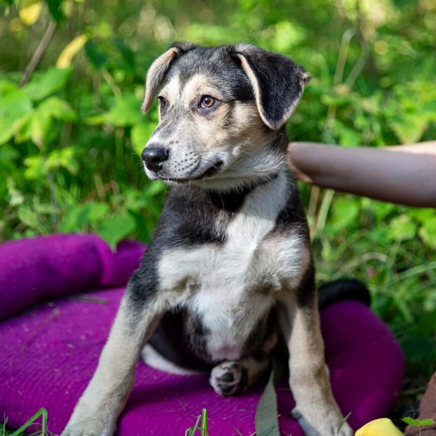 Лучший щенок в добрые руки