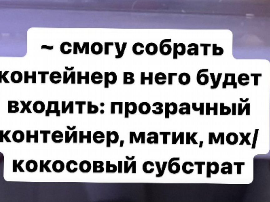 Готовый контейнер для улиток ахатин