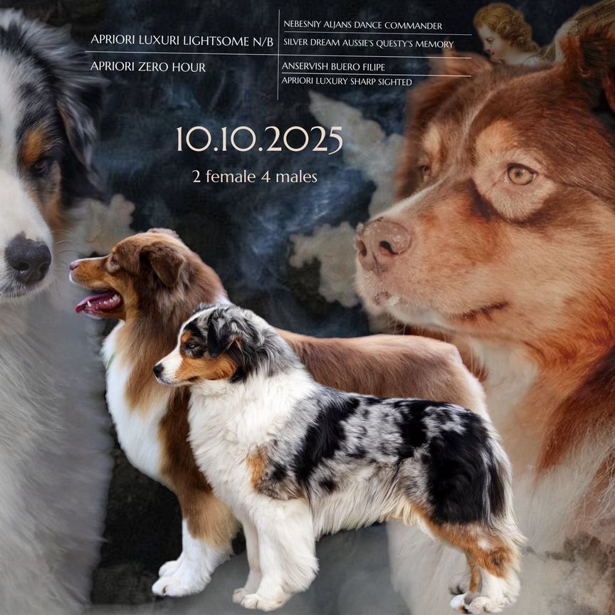 Австралийская овчарка, щенок