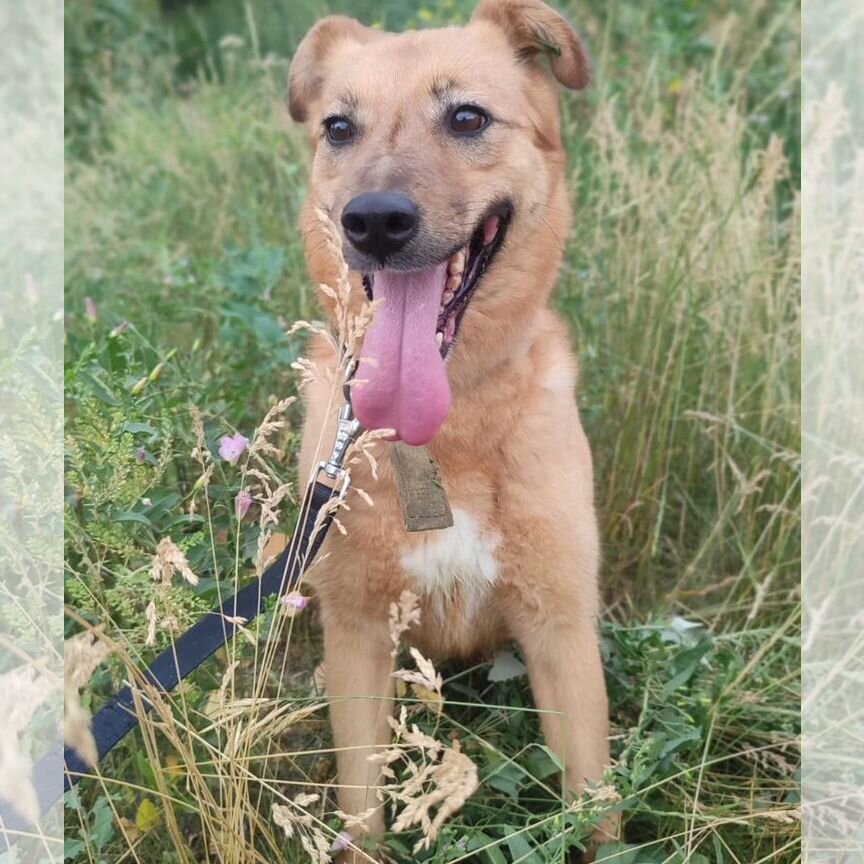 Собака в добрые руки