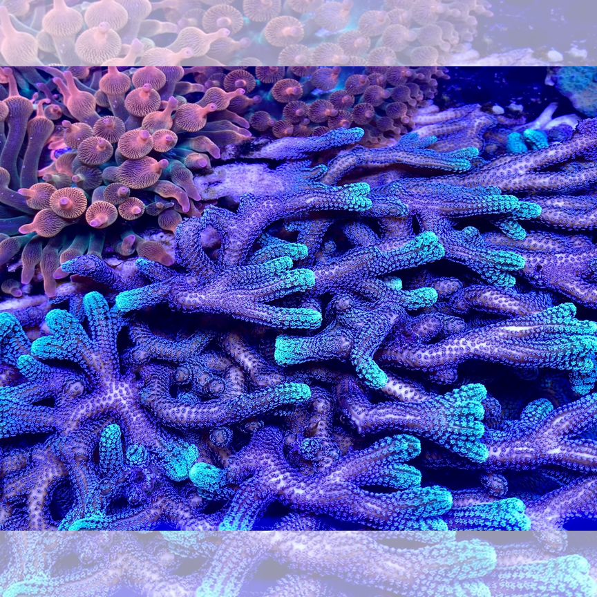 Живые кораллы для морского аквариума