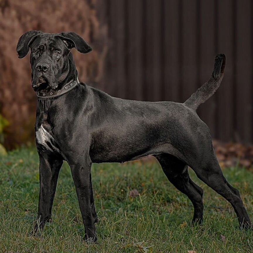 Кане-корсо, щенок