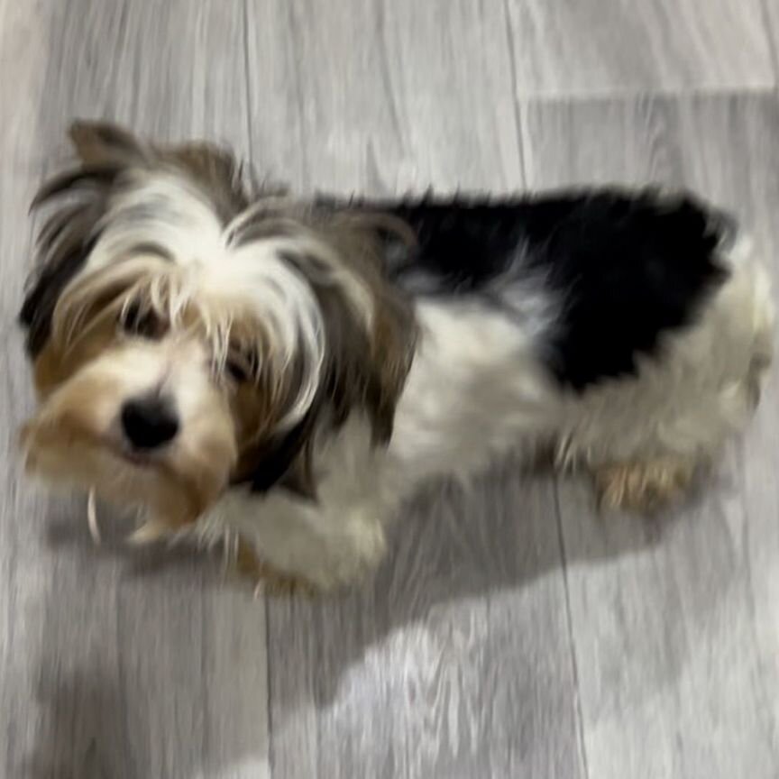 Бивер девочка подращенная