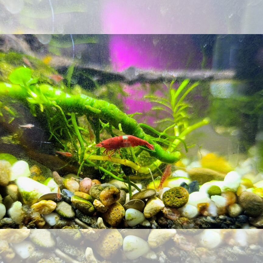 Креветки "Вишня"