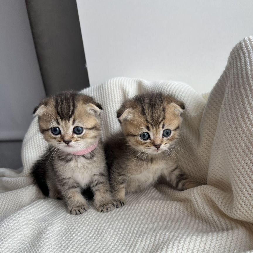 Котята шотландские вислоухие
