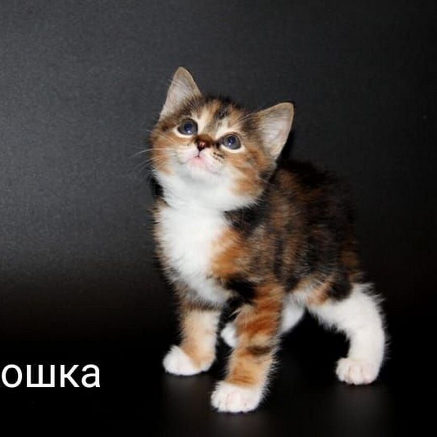 Котята мини -рыси (курильский бобтейл)