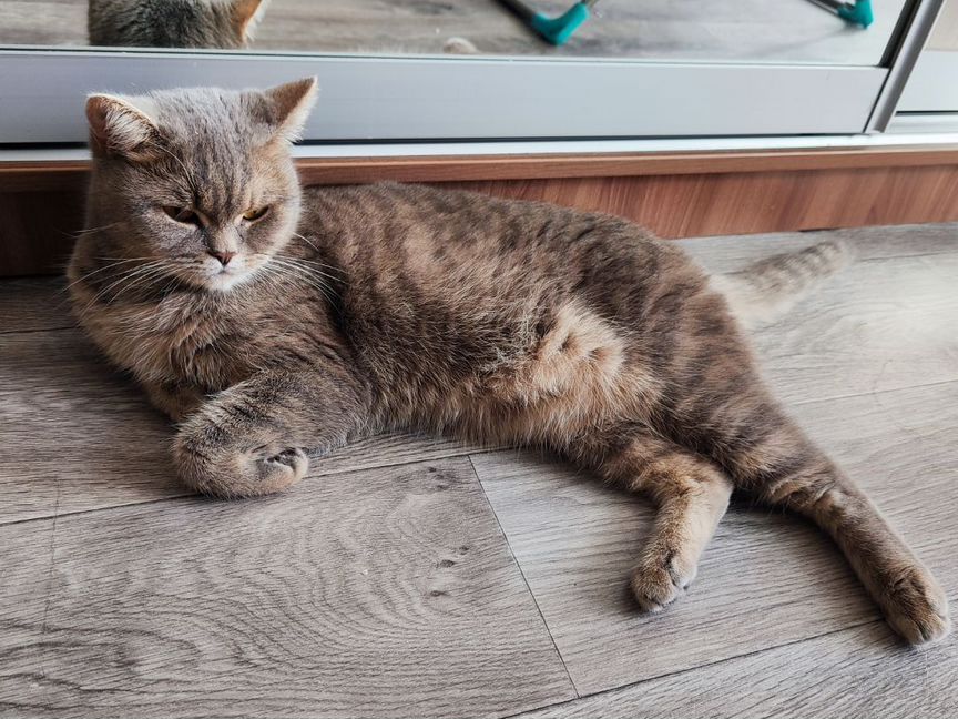 Шотландская кошка вязка