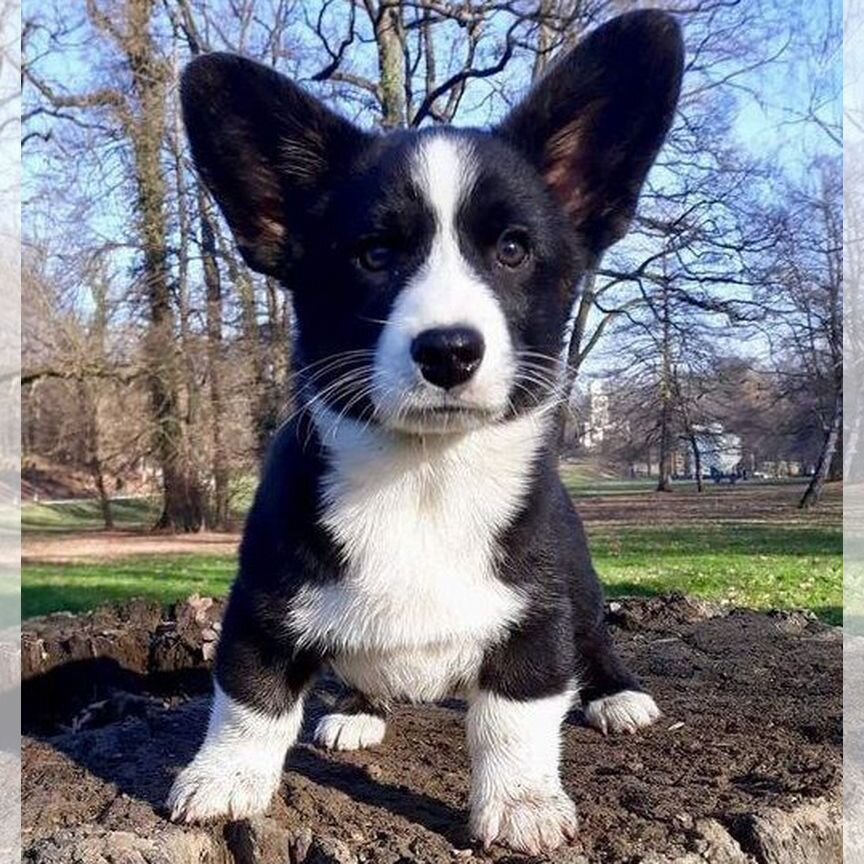 Вельш Корги Кардиган, щенок