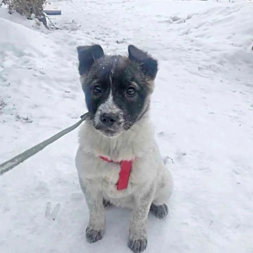 Красивые щенки-девочки в дом и квартиру