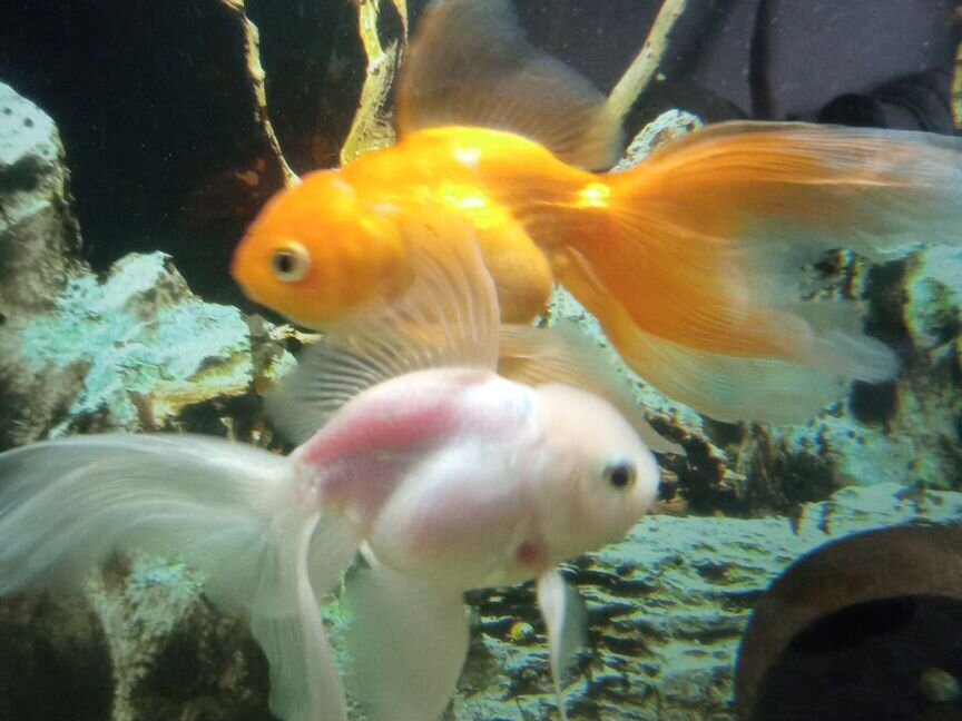 Рыбки золотые оранды крупные