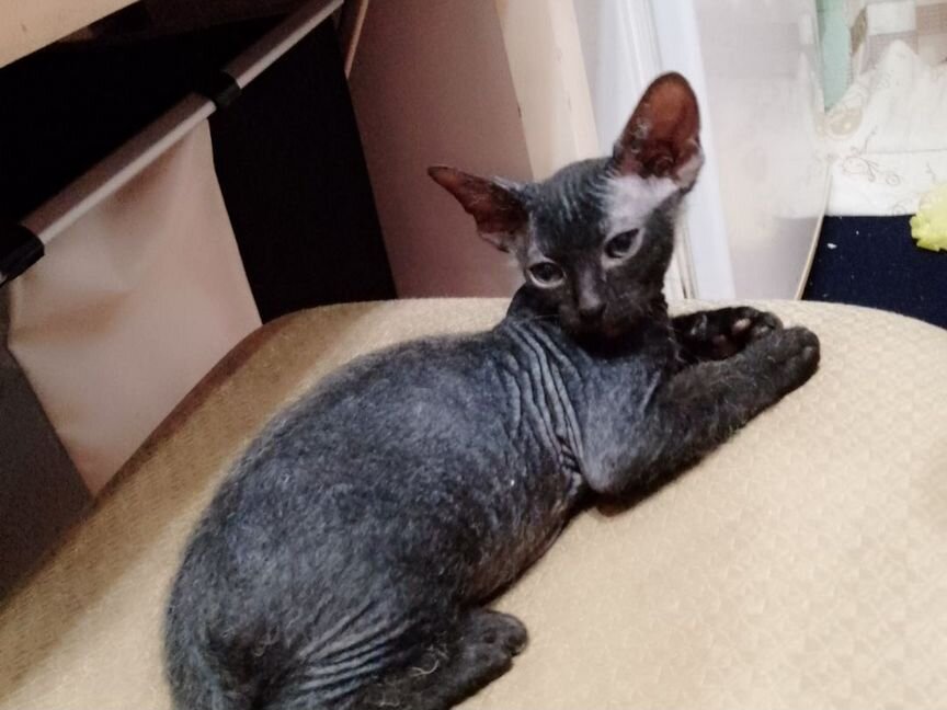 Сфинкс Браш