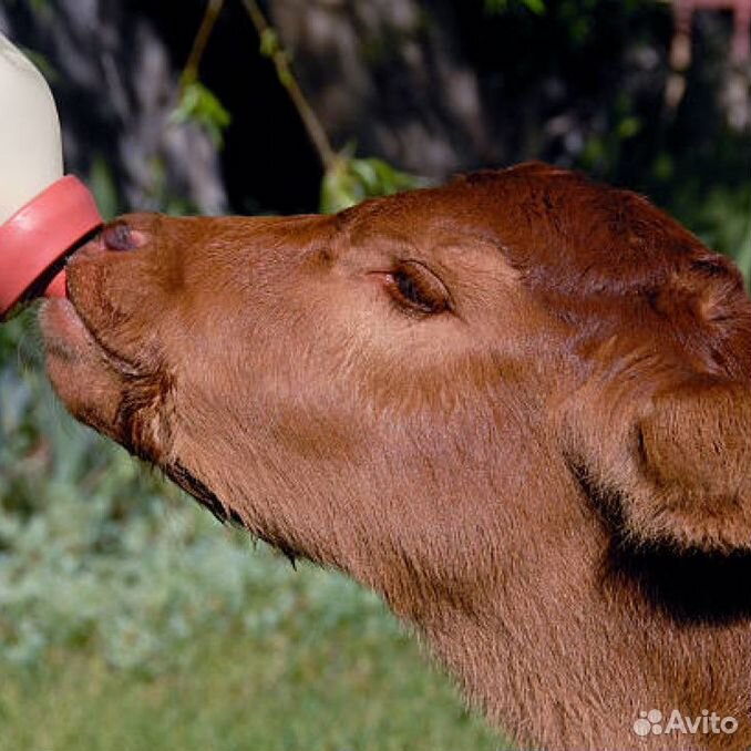 Телочка 2 месяца