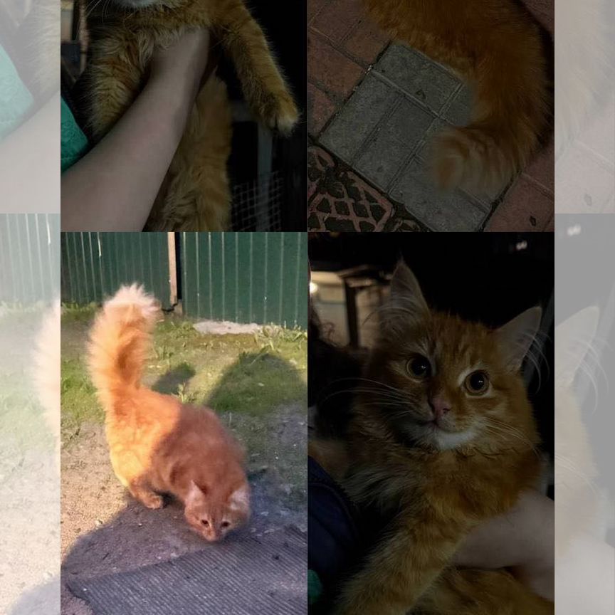 Шотландский вислоухий короткошёрстный котёнок